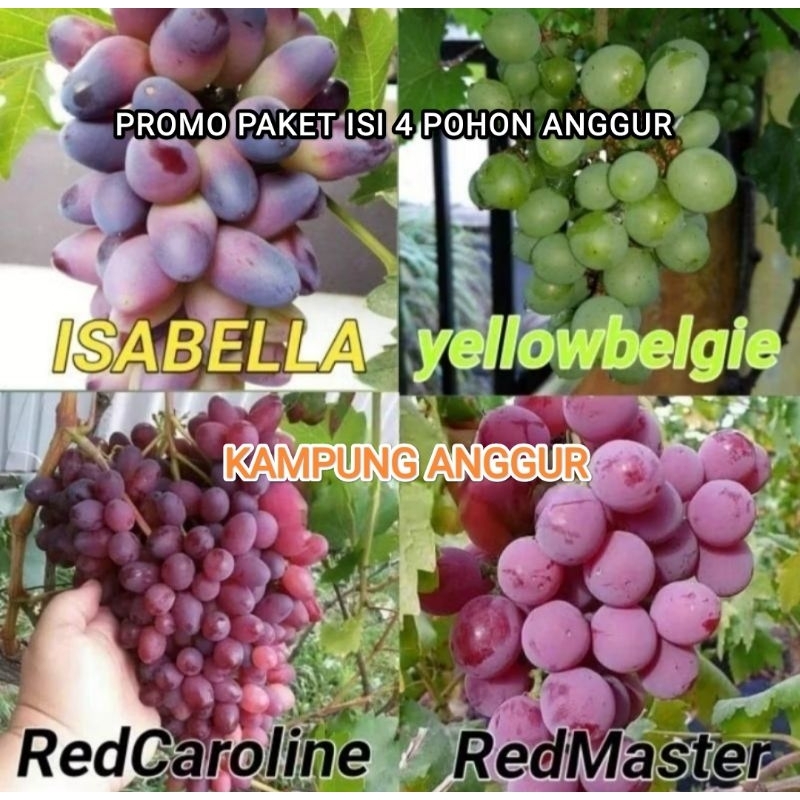 Jual PAKET DISKON 4 POHON ANGGUR MERAH, HIJAU, HITAM (MANIS JUMBO CEPAT ...
