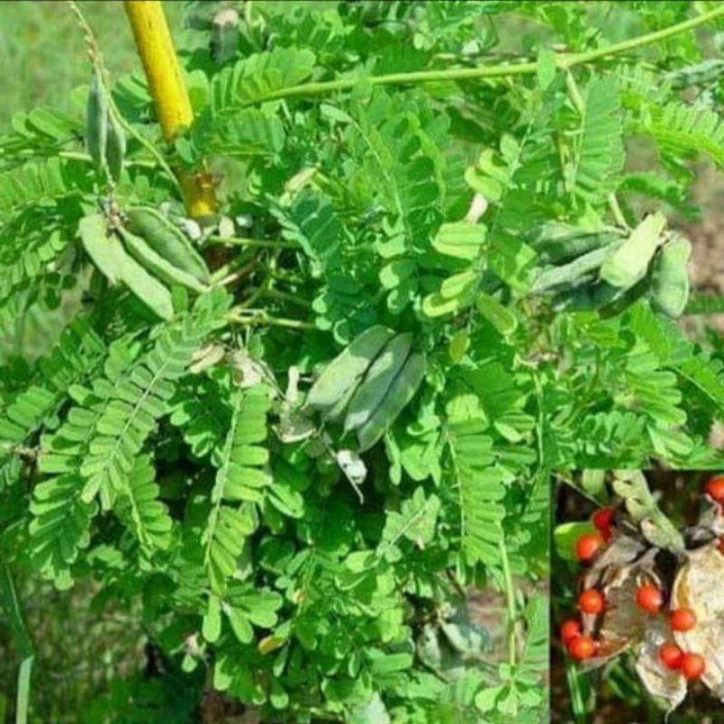 Jual Tanaman Herbal Daun Saga Tanaman Saga Pohon Saga Merambat Obat ...