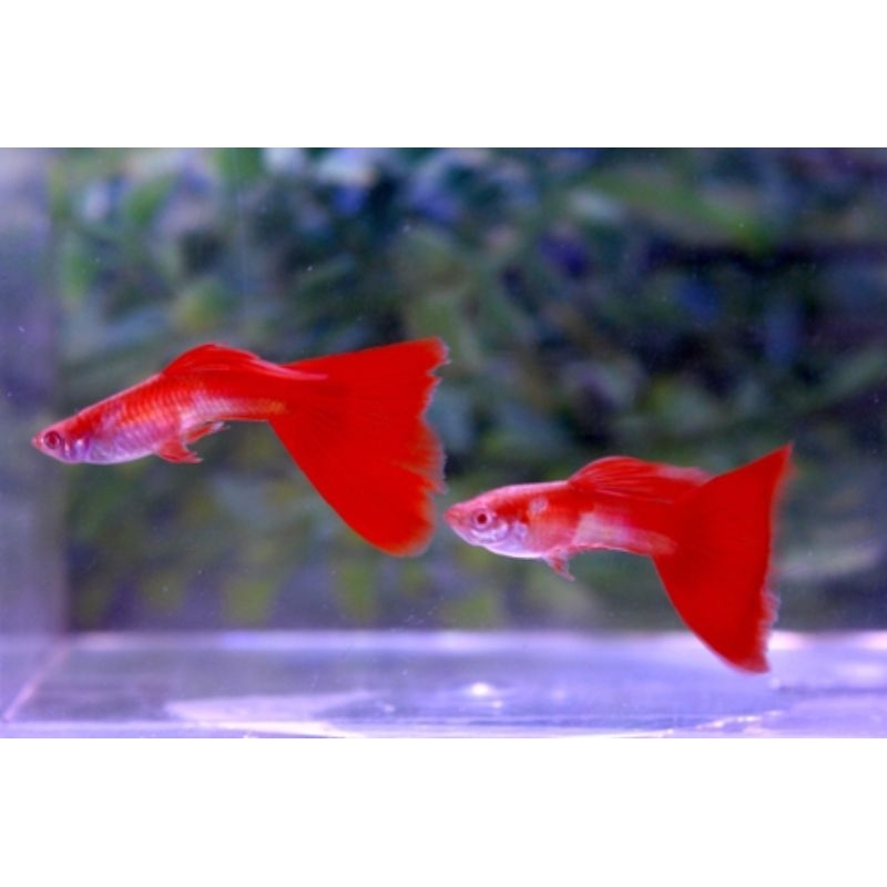 Jual ikan hias Guppy red AFR Albino Full Red aquarium Aquascape | Shopee Indonesia