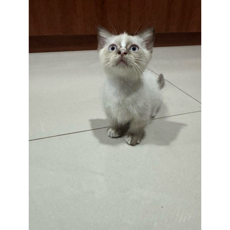 Jual Kucing Cebol Munchkin Himalaya Single Fold Jantan usia 3 bulan ...