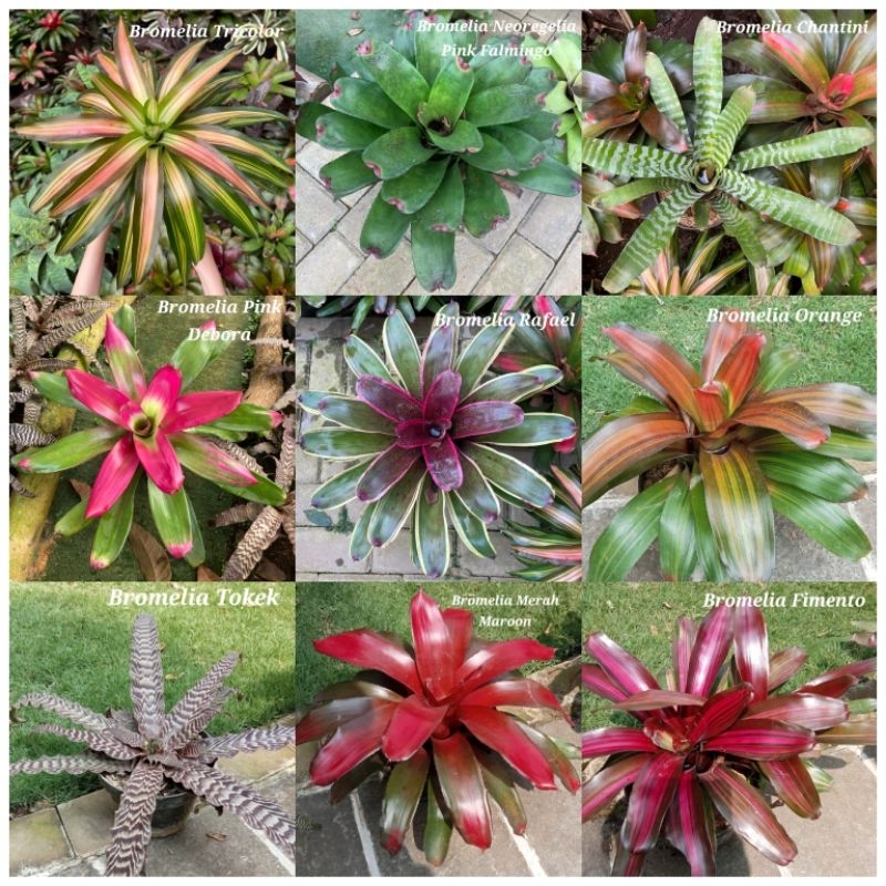 Jual Tanaman Bromelia Sedang | Bromelia | Tanaman Bromelia | Tanaman ...