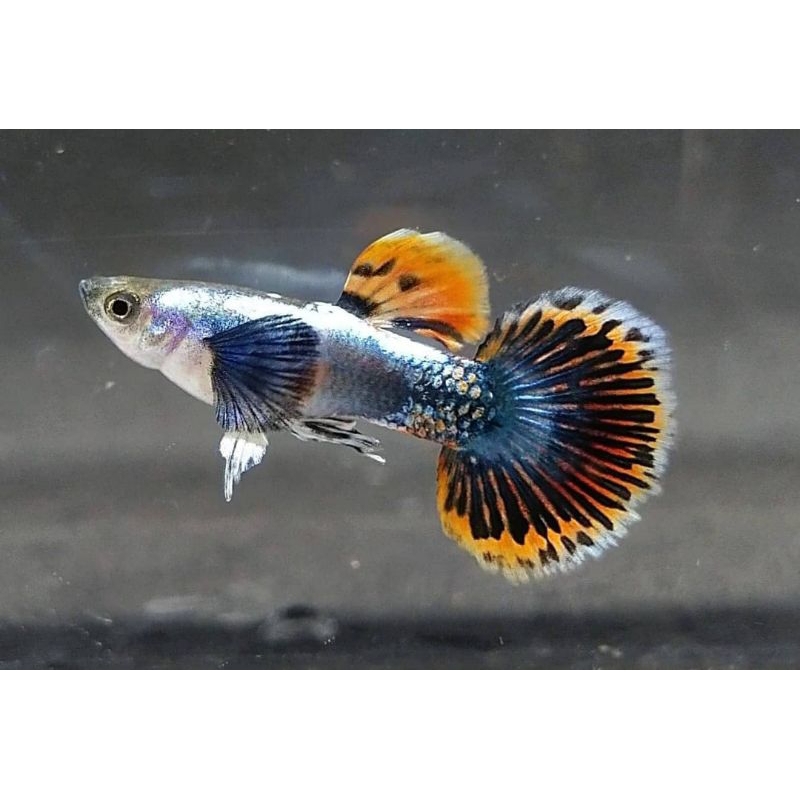 Jual hiasan aquarium guppy platinum mozaik 3 pasang | Shopee Indonesia