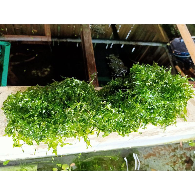 Jual mos peliya per kg | Shopee Indonesia