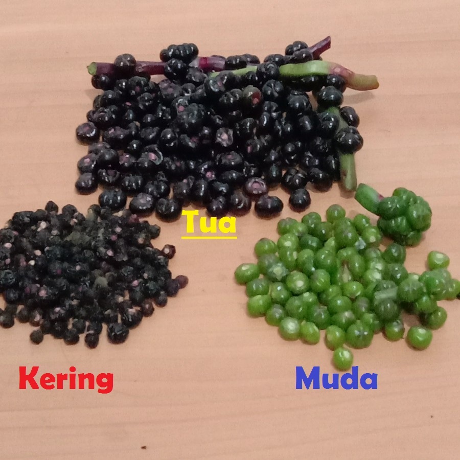 Jual 200 Buah Angkung Herbal Alami (Basella Alba / Gendola) Segar ...