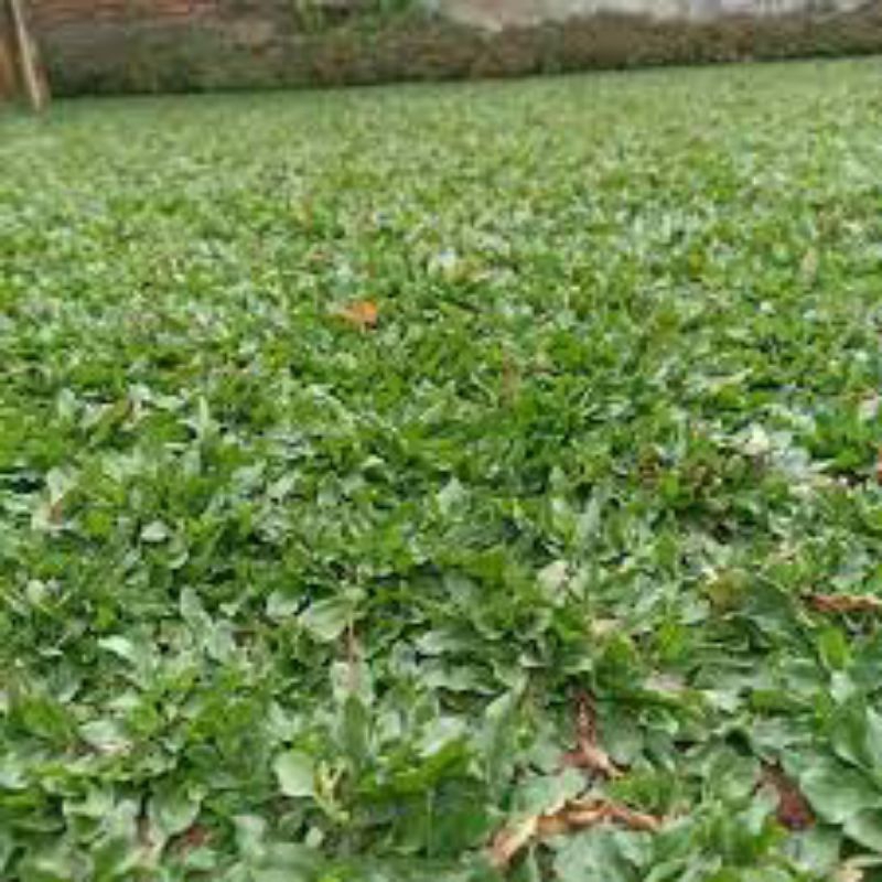 Jual Paketan rumput gajah mini 11 meter persegi segar dan subur ...