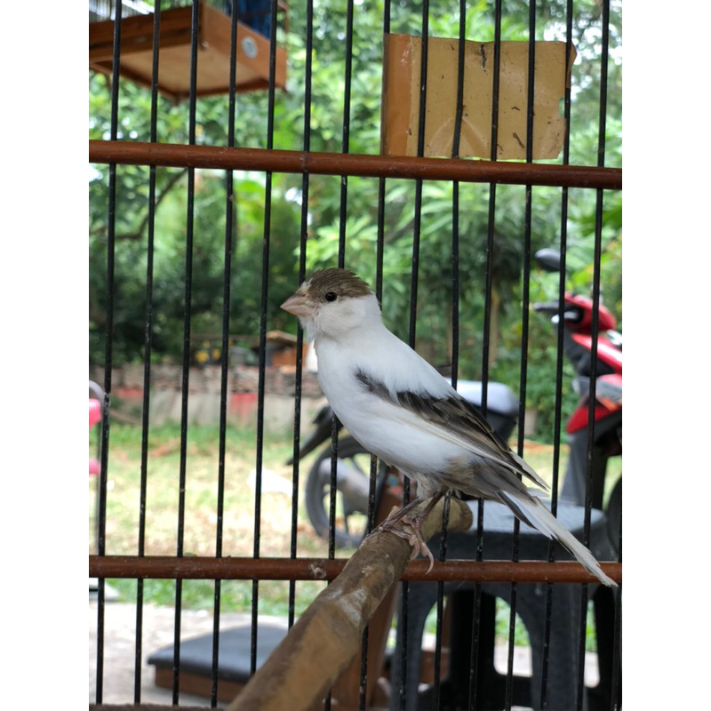 Jual BURUNG KENARI BAHAN ANAKAN JANTAN SERI LOPER BURUNG KENARI PANDA ...