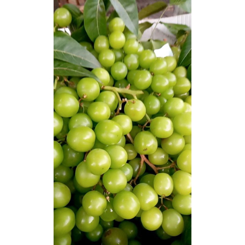 Jual Anggur Muscat 500g | Shopee Indonesia