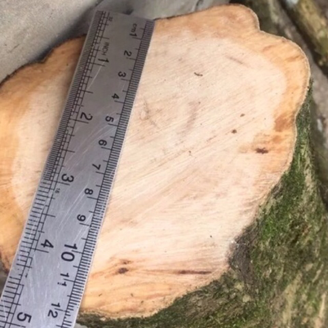 Jual Kayu Kopi Jumbo 10 kg diameter 10 sampai 12 cm | Shopee Indonesia