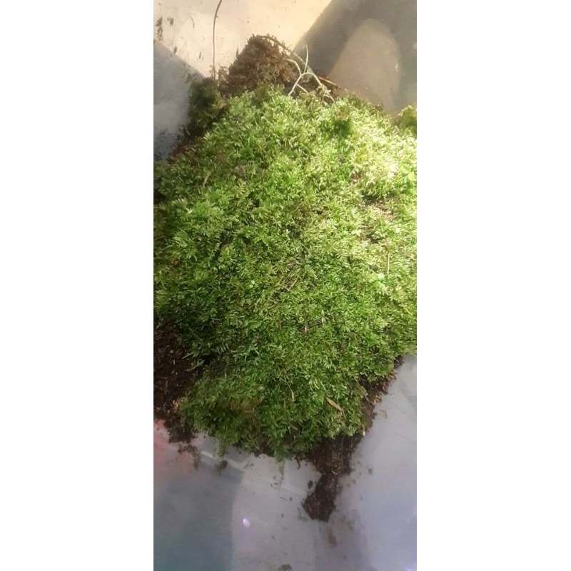 Jual moss paludarium/aquascape | Shopee Indonesia