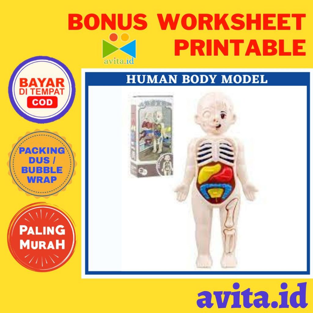 Jual avita.id Human Body Model / Human Organ Model / Mainan Edukasi Organ Tubuh Manusia | Shopee ...