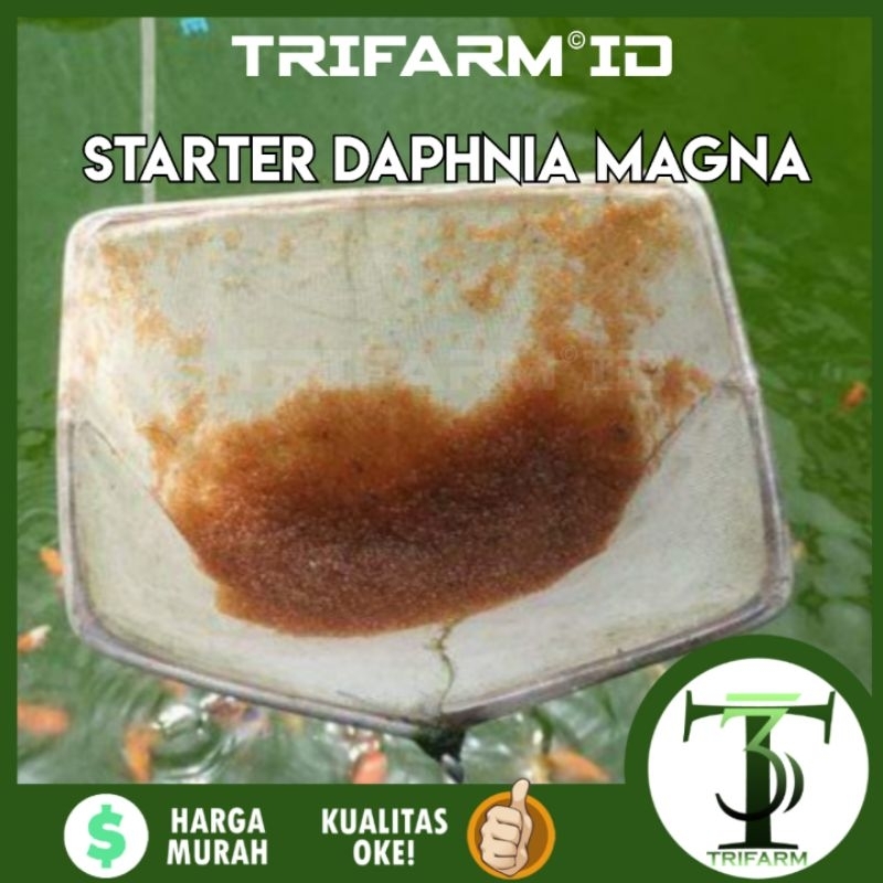 Jual Starter Daphnia Magna / Kutu Air Raksasa / Kutir DM / Kultur DM ...