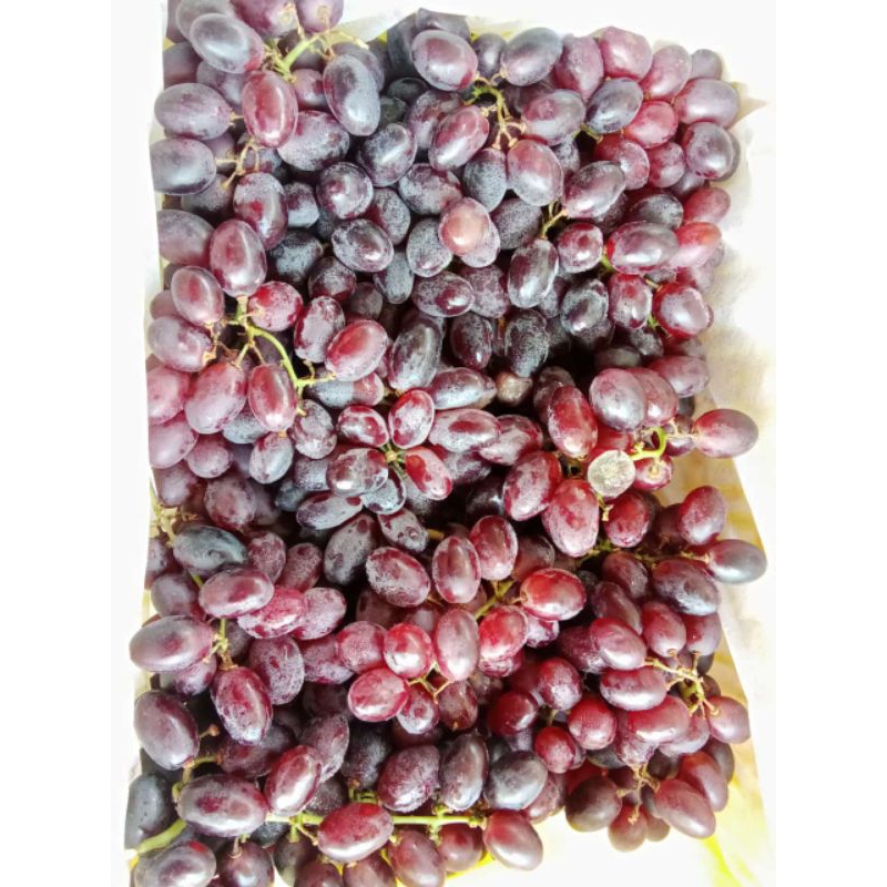 Jual buah anggur full manis 1 kg | Shopee Indonesia