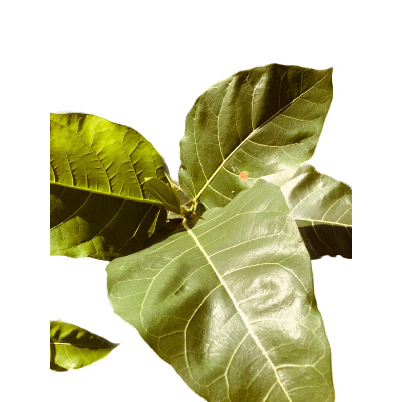 Jual Daun Herbal Awar Awar Segar 1kg | Shopee Indonesia