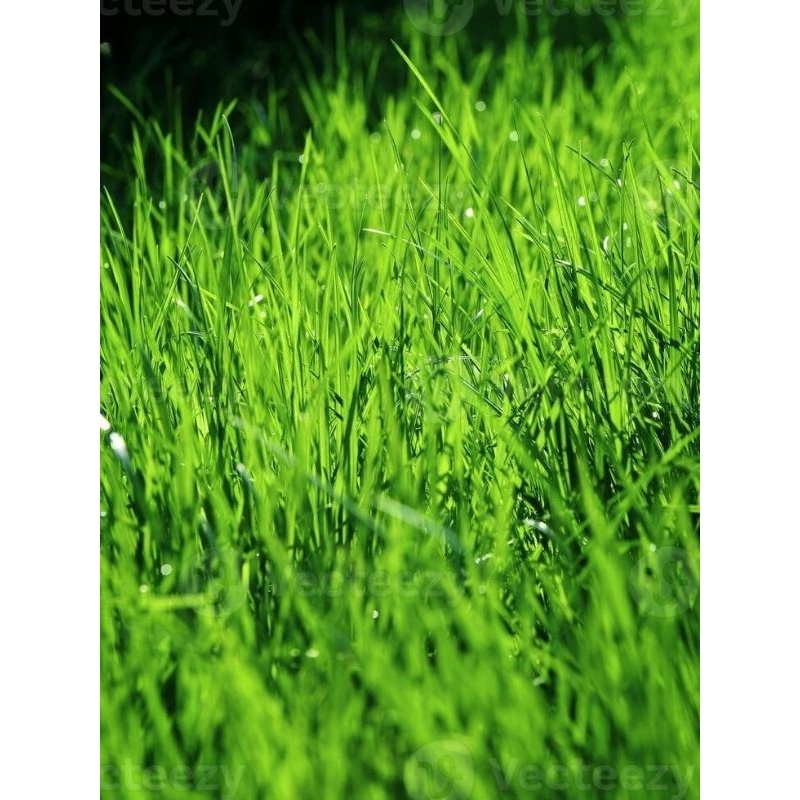 Jual Bibit Rumput Signal grass 250 gram Benih Rumput Golf- rumput hias ...