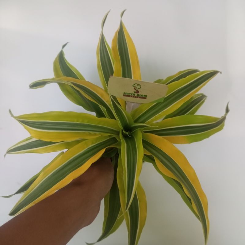 Jual dracena lemon lime / dracena twister / dracena tornado / tanaman ...