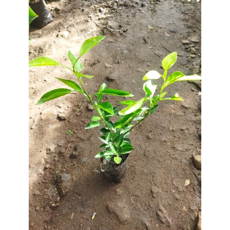 Jual pohon buah limau - pohon limo | Shopee Indonesia