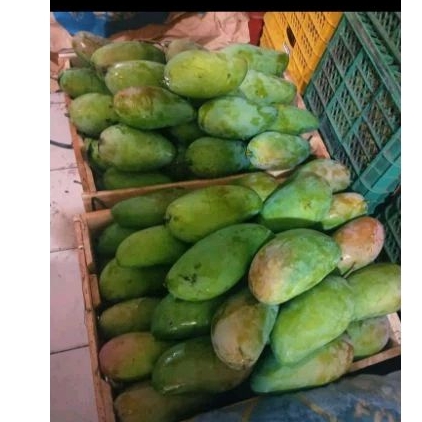 Jual MANGGA THAILAND/MANGGA KIOJAY PER KG | Shopee Indonesia