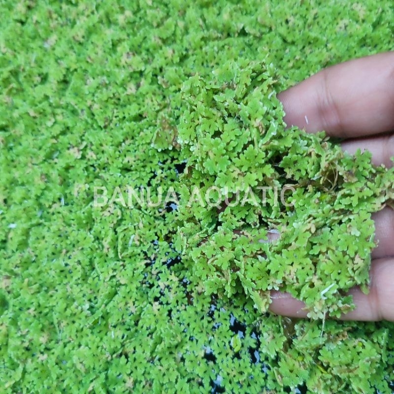 Jual Tumbuhan Air Azolla | Shopee Indonesia