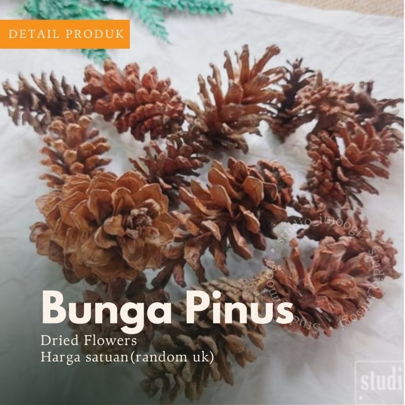 Jual BUNGA PINUS DRIED FLOWERS | Shopee Indonesia