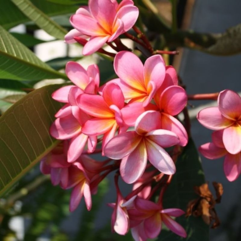 Jual Bibit Tanaman Bunga Kamboja Pink/ Kemboja Bali / Semboja ...