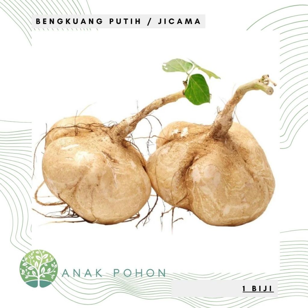 Jual Benih Bibit Biji - Buah Bengkuang Bengkoang Putih Jicama ...