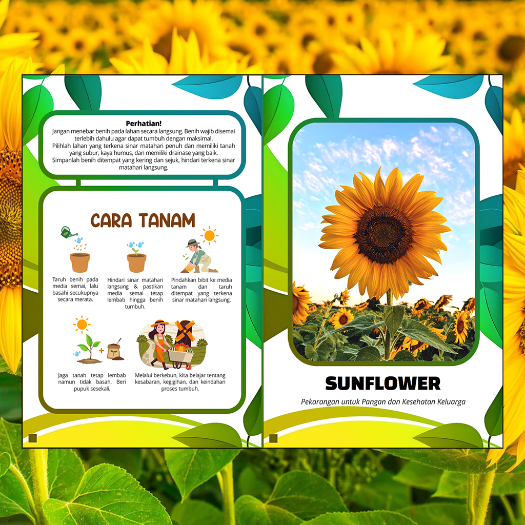 Jual 100 Biji Benih Bunga Matahari GRADE A Siap Semai untuk hiasan ...