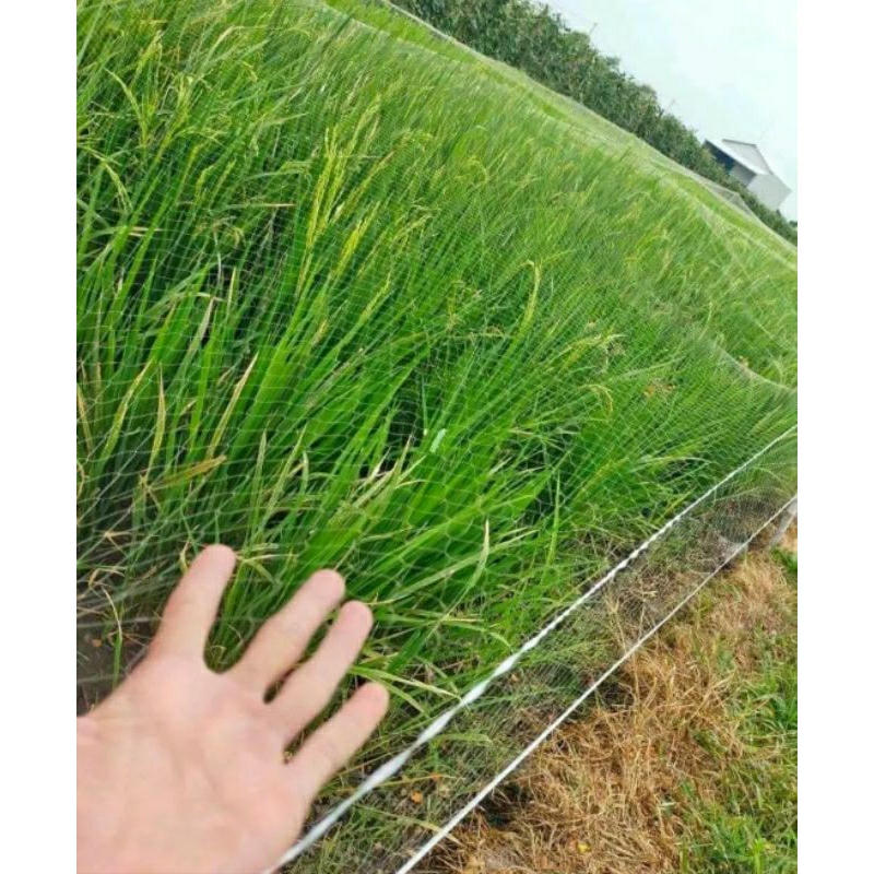 Jual jaring padi/jaring pelindung padi/jaring pelindung padi di sawah ...
