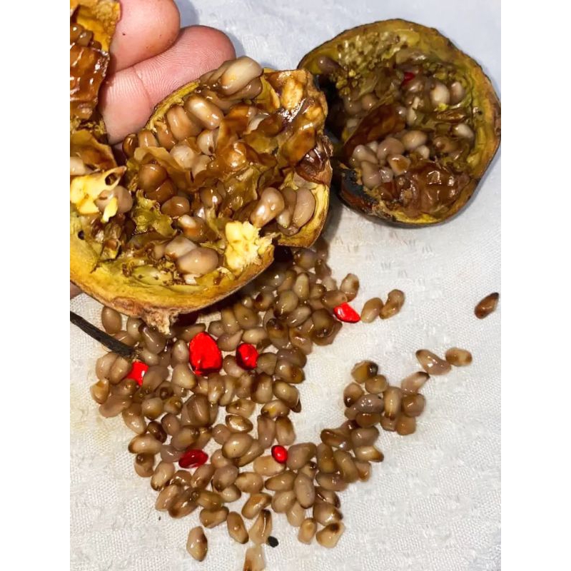 Jual Batu posil merah delima (posil merah delima) | Shopee Indonesia