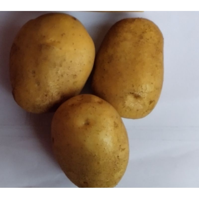 Jual Kentang Besar Jumbo Super[ Juragan Lokal ] 1 Kg | Shopee Indonesia