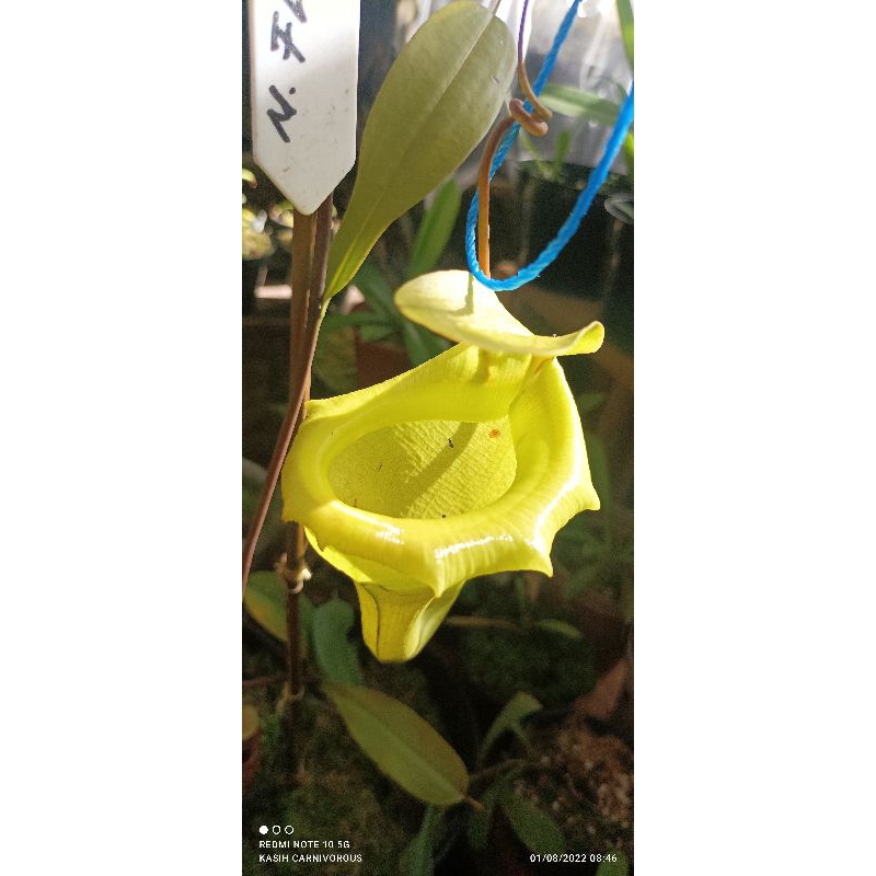 Jual Nepenthes Flava ukuran mini | Shopee Indonesia