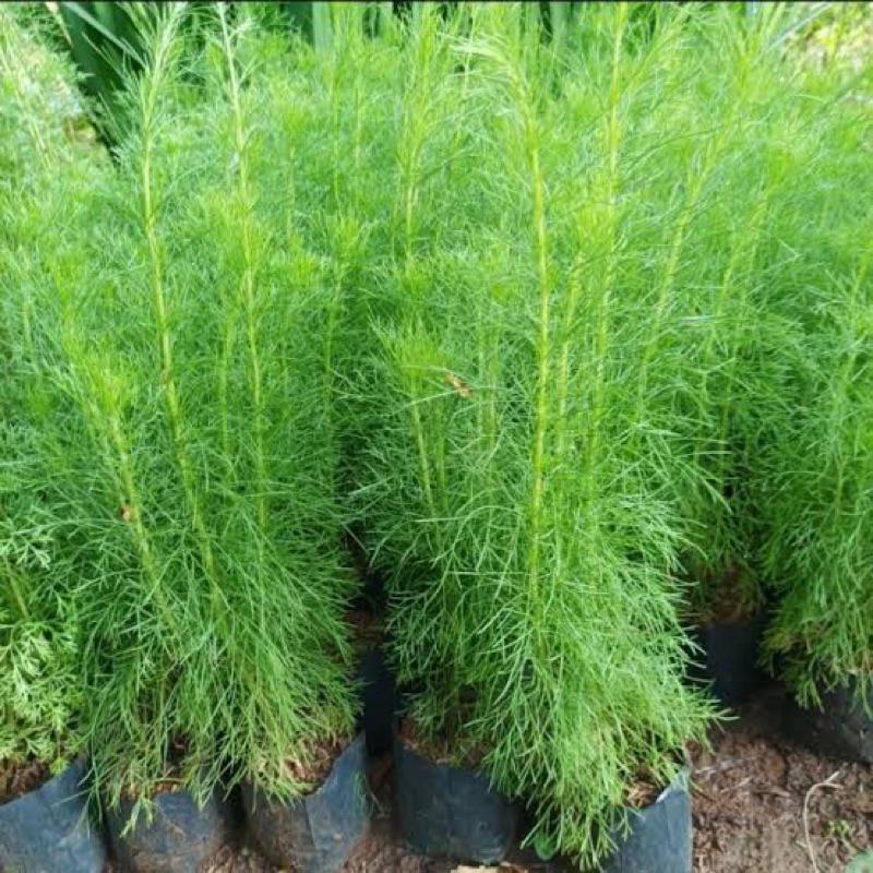 Jual tanaman cemara air atau cemara pagar tinggi -+40 cm | Shopee Indonesia