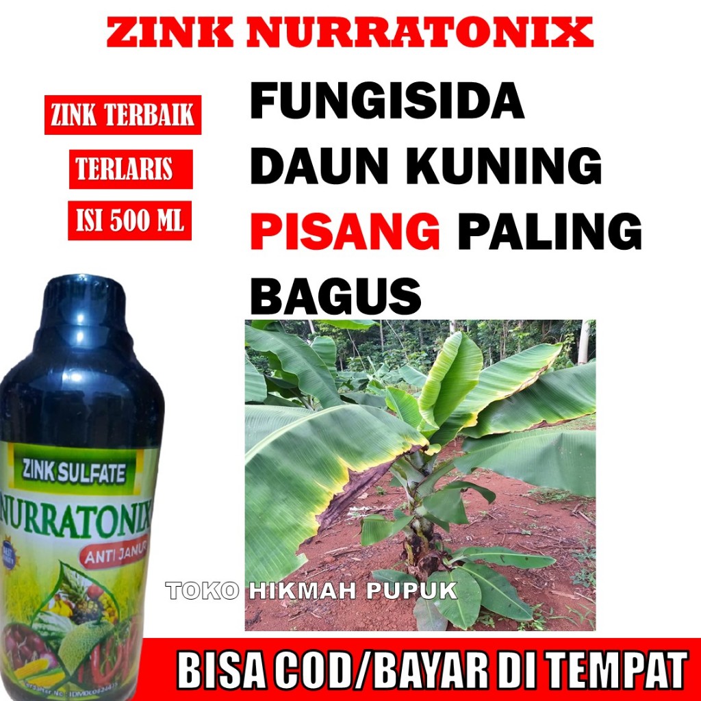 Jual Pupuk Terbaik Daun Kuning Pada Pisang PATEK - Fungisida Atasi ...