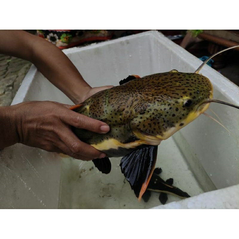 Jual Ikan Red Tail Catfish RTC | Shopee Indonesia