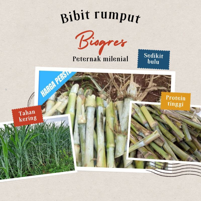 Jual Bibit rumput pakcong/biogres kualitas super 1Kg | Shopee Indonesia