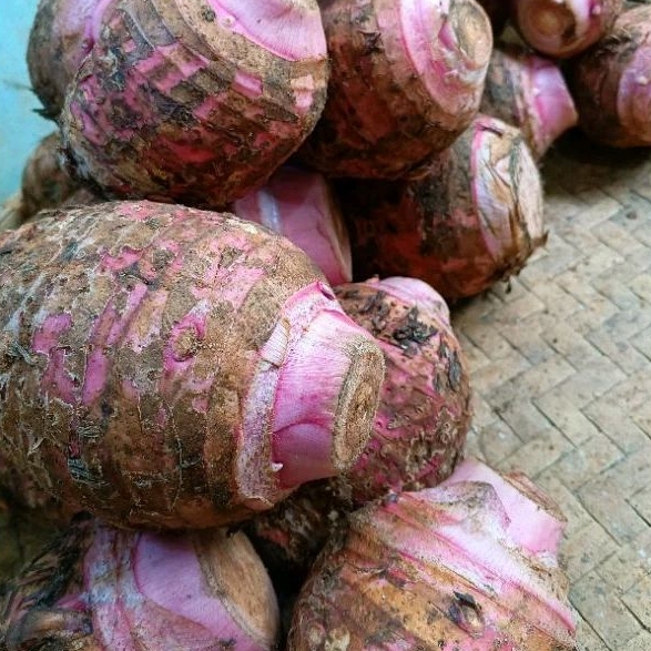 Jual Ubi Talas Pratama 3/ ungu 1 Kilogram | Shopee Indonesia