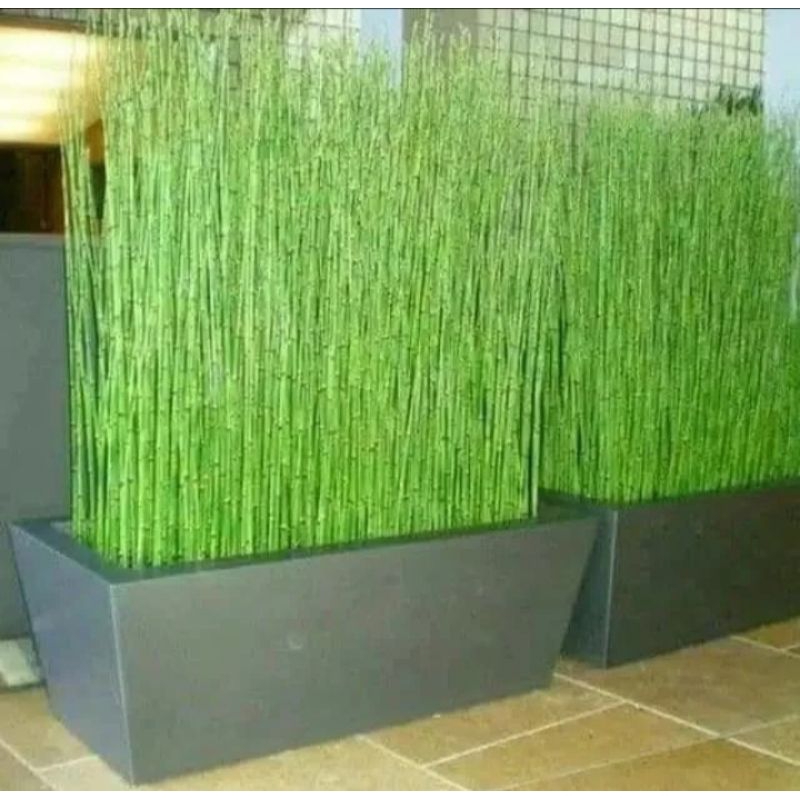 Jual tanaman hias pohon bambu air tanaman pot air rimbun murah | Shopee ...