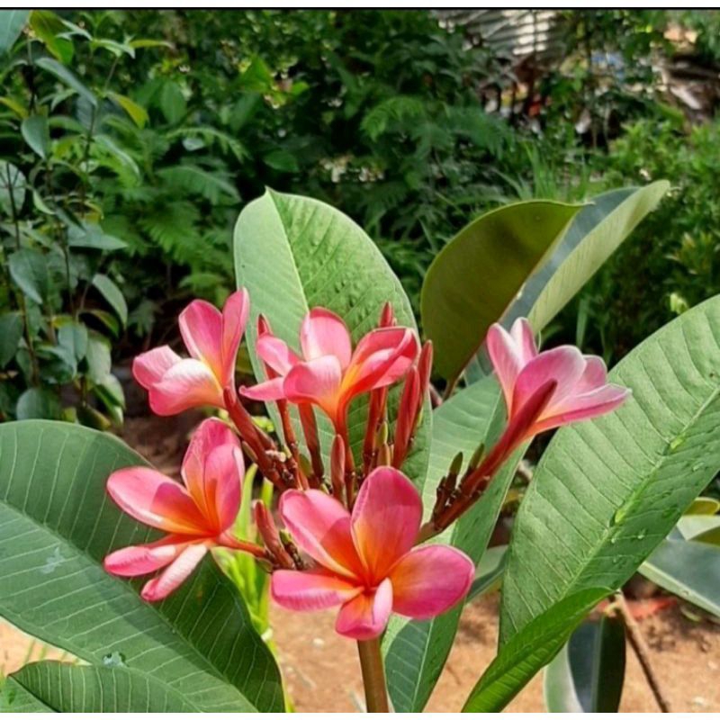 Jual stek batang tanaman bunga kamboja Bali(warna pink kemerahan ...