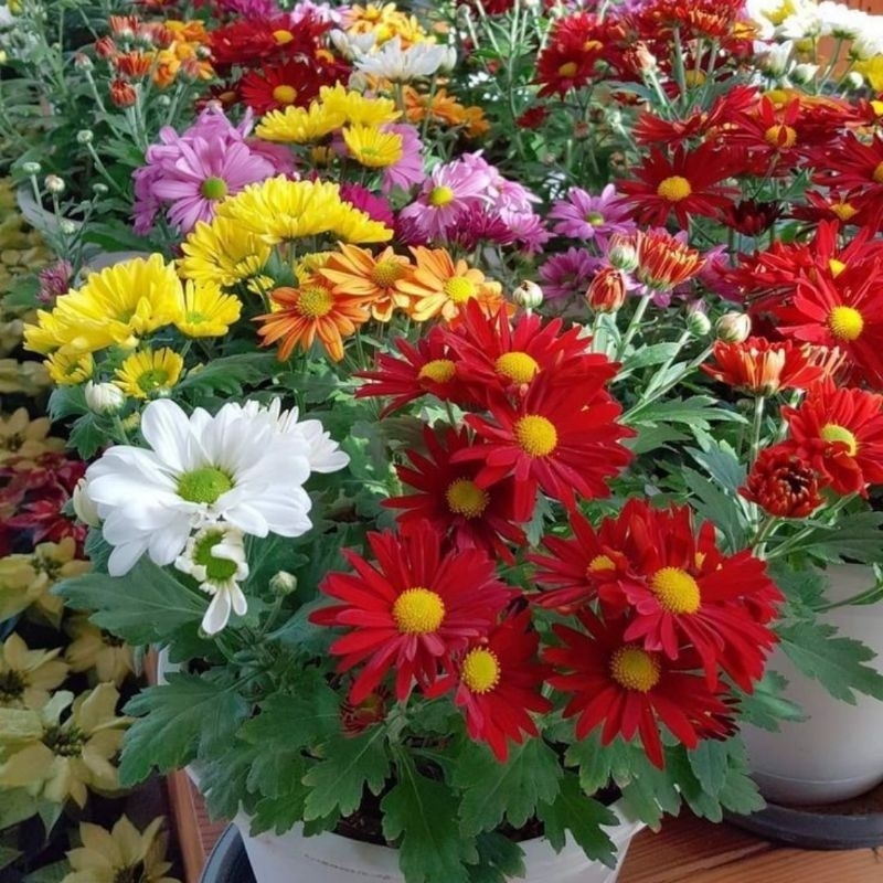 Jual tanaman Bunga Krisan / aster - sudah berbunga - bebas pilih warna | Shopee Indonesia