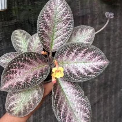 Jual Episcia Moana Choco (bunga merah dan oren) | Shopee Indonesia