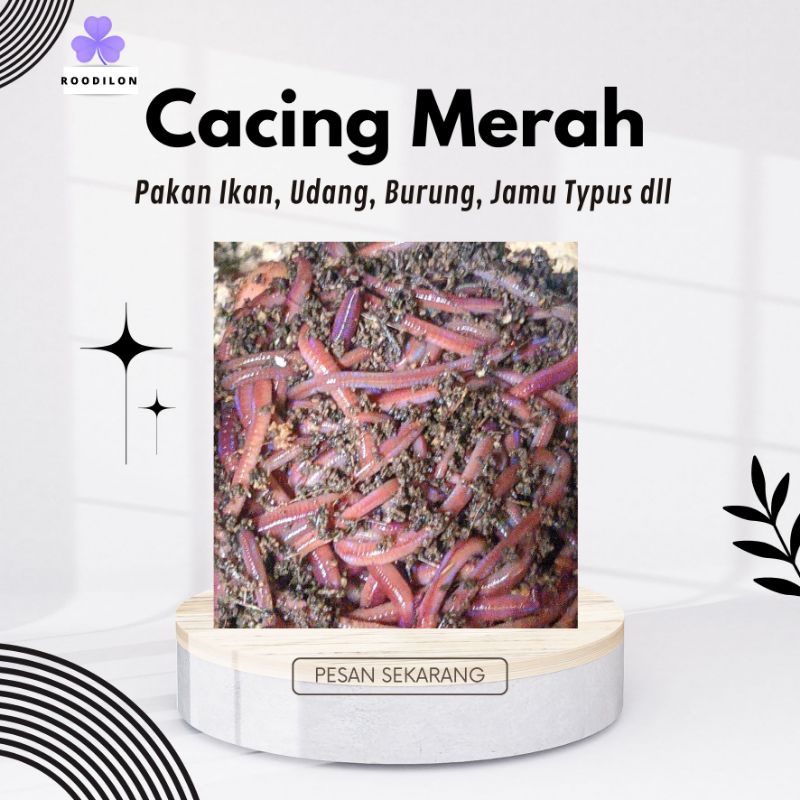 Jual CACING SEGAR 50gram UMPAN MANCING, PAKAN IKAN, BURUNG, JAMU TYPUS ...