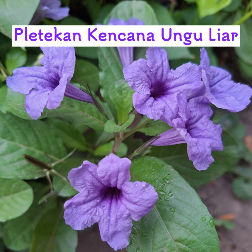 Jual Bunga Pletekan Kencana Ungu Liar Wild Mexican Petunia [Biji ...