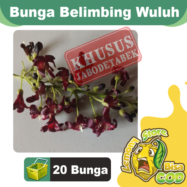 Jual bunga belimbing wuluh 20 bunga Averrhoa bilimbi C (KHUSUS ...