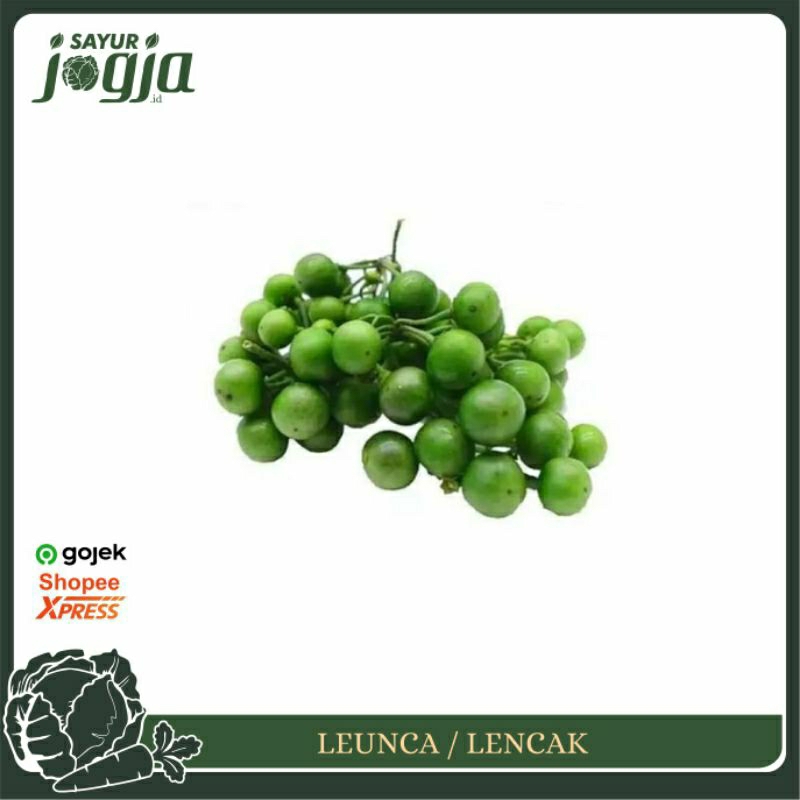Jual Leunca Lencak 200g : Sayur Jogja | Shopee Indonesia