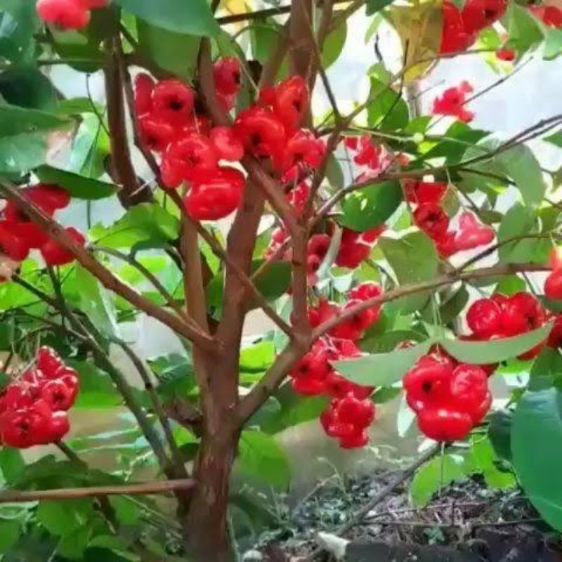 Jual jambu kancing merah tinggi 150cm (3kg) | Shopee Indonesia