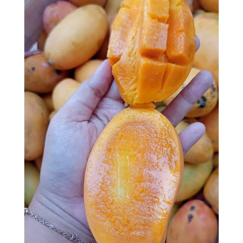 Jual MANGGA PODANG ASLI INDRAMAYU 1KG | Shopee Indonesia