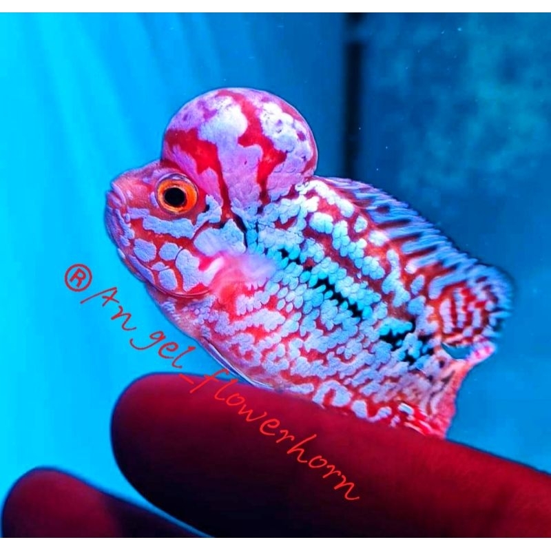 Jual Flowerhorn Red King Kamfa F2 Progres | JANTAN | Shopee Indonesia