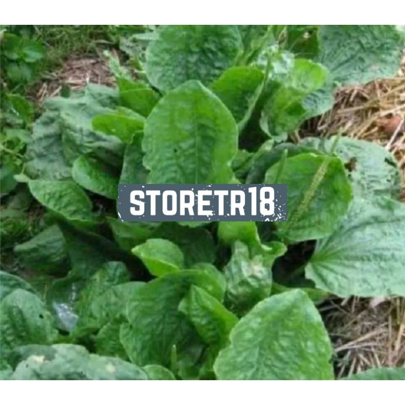 Jual Paket 250 Gram Daun Sendok Atau Daun Ki Urat Segar | Shopee Indonesia