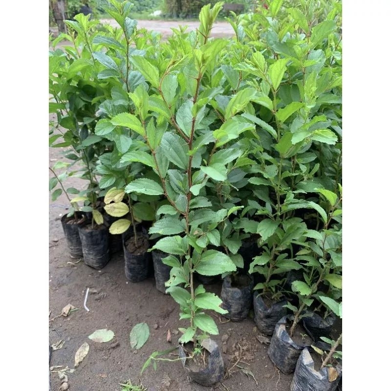 Jual Tanaman Bidara Arab Asli Daun Rimbun Tinggi Minimal 30cm | Shopee ...