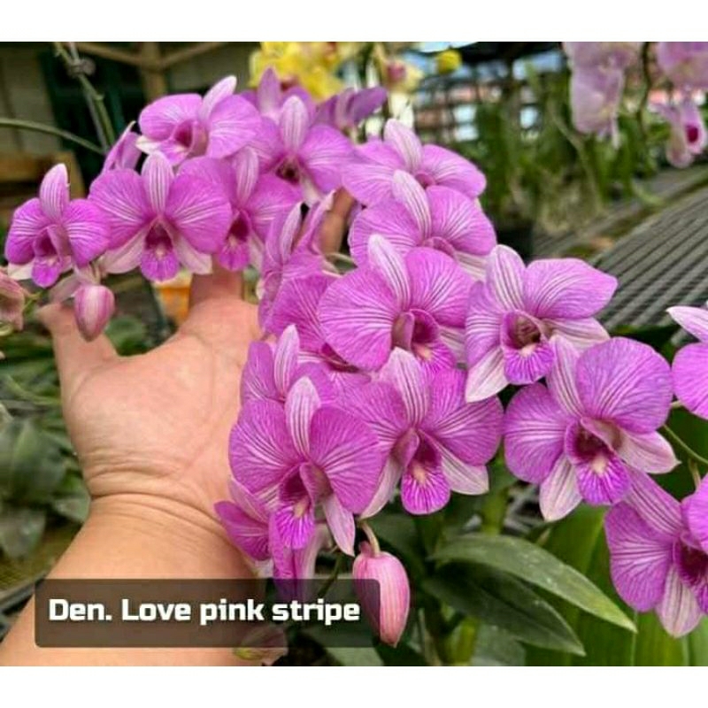 Jual anggrek bunga pink- dewasa spike -love pink stipe Niming tanaman ...