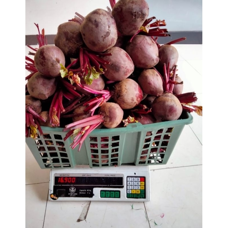 Jual Beetroot (Kg) | Shopee Indonesia